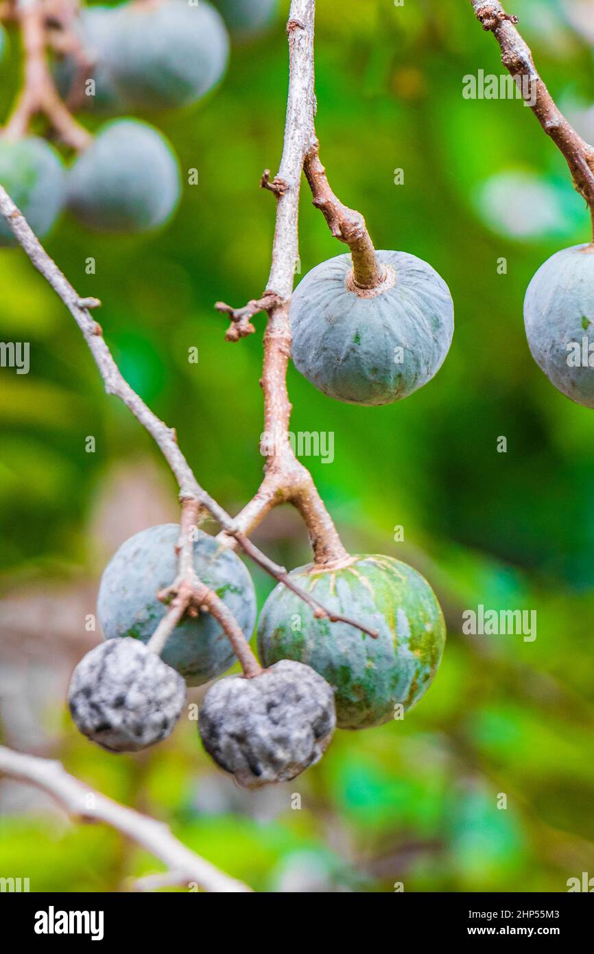 Round big trees trail hi-res stock photography and images - Alamy