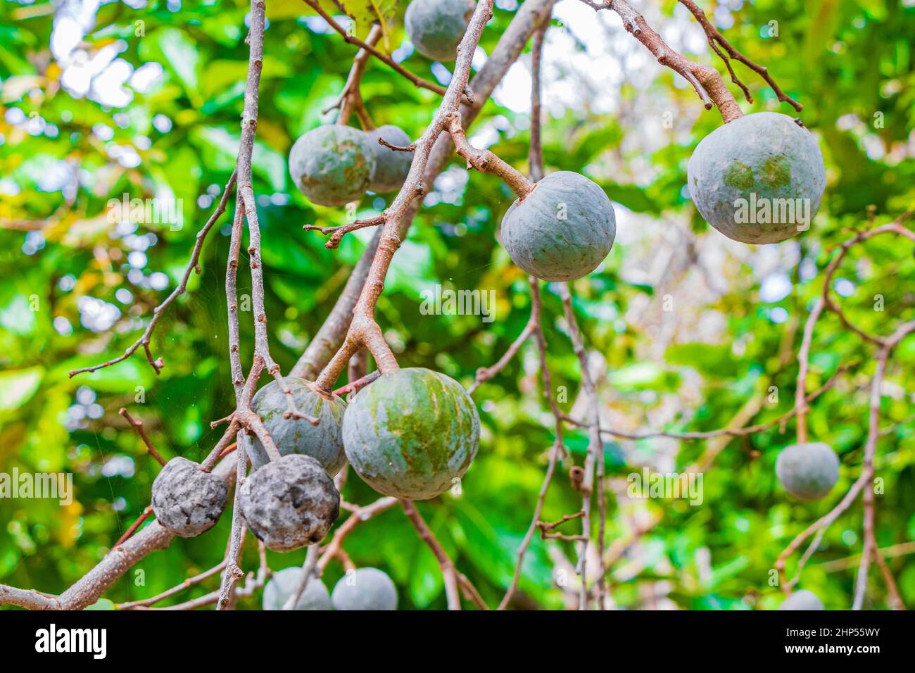 Tropical natural forest plant tree with green round fruit balls nuts or ...