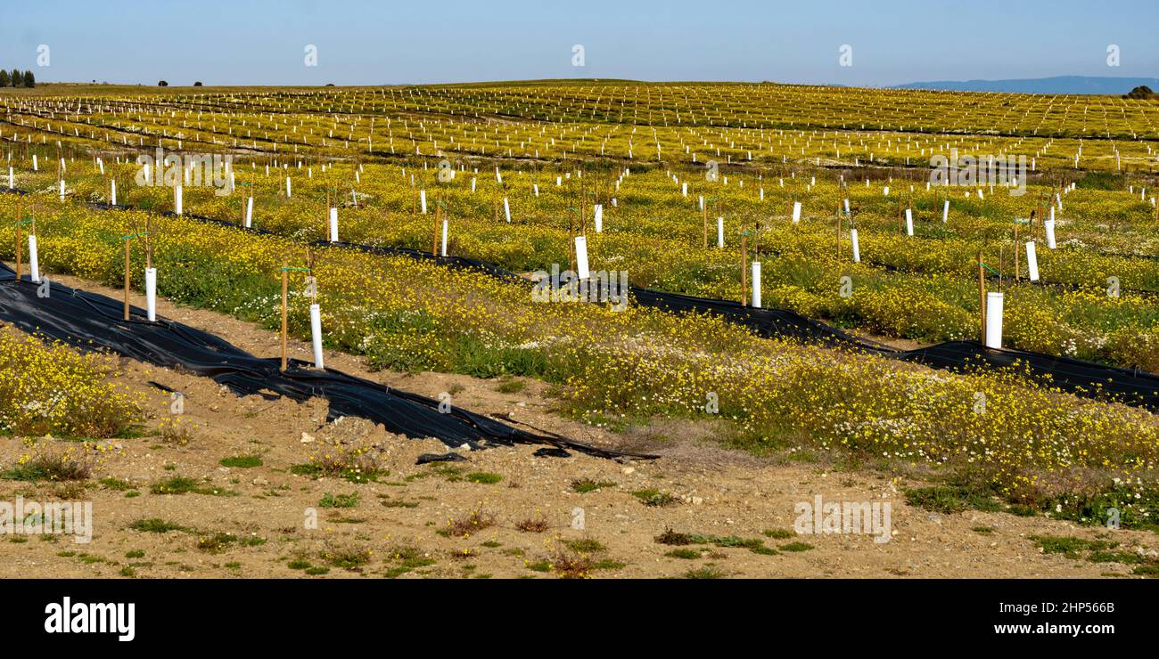 Agriculture portugal hi-res stock photography and images - Alamy