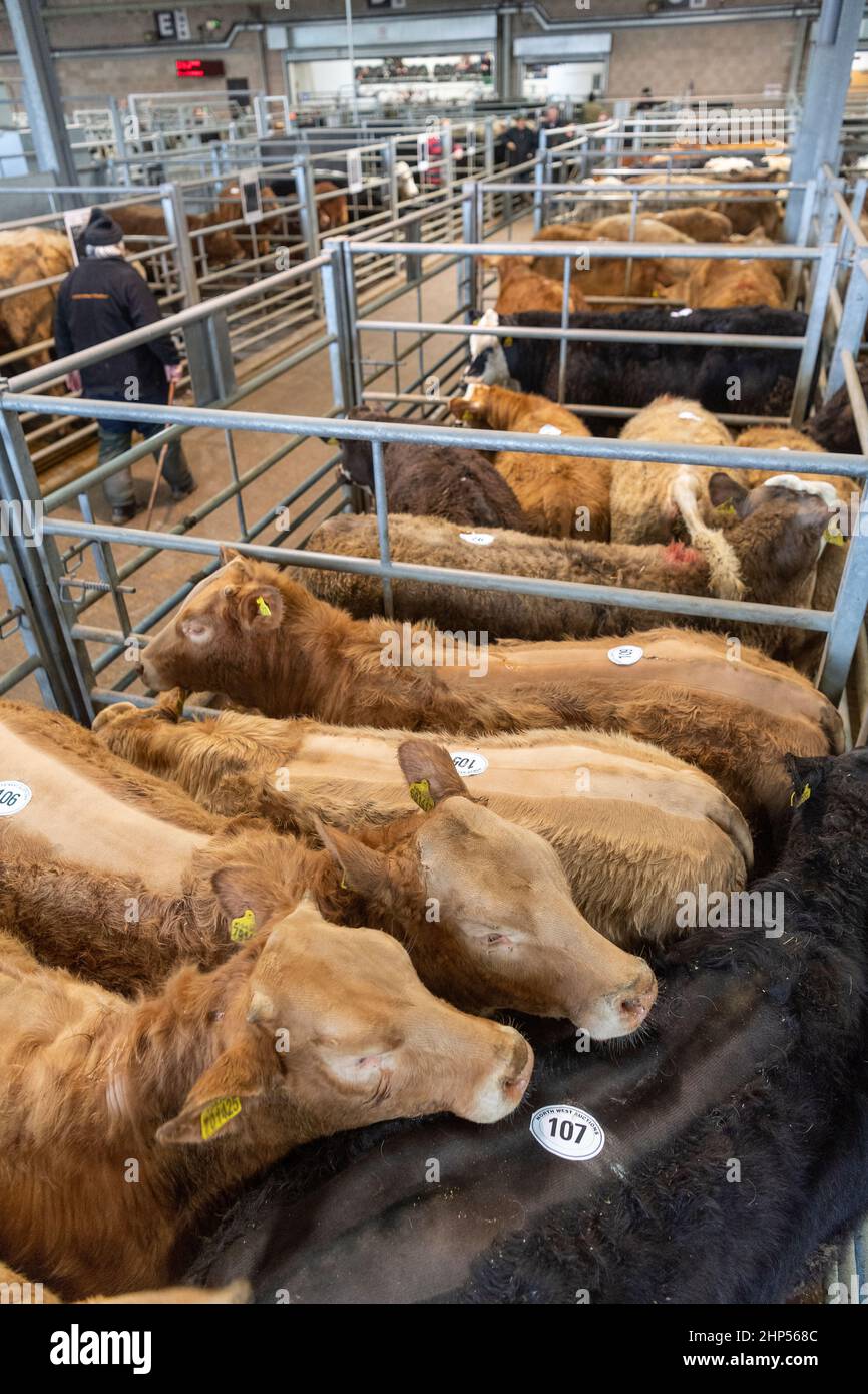 Cow for sale hi-res stock photography and images - Alamy