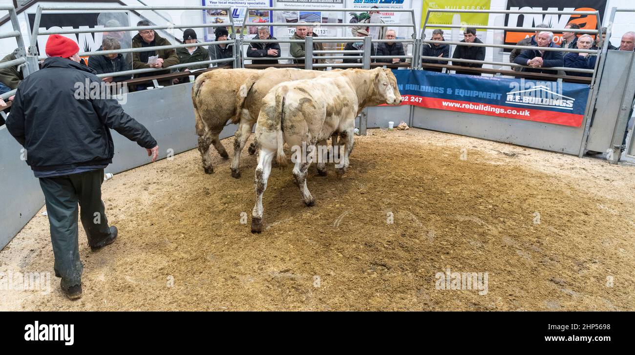 Beef cattle being sold in a livestock auction mart in Cumbria, UK Stock ...
