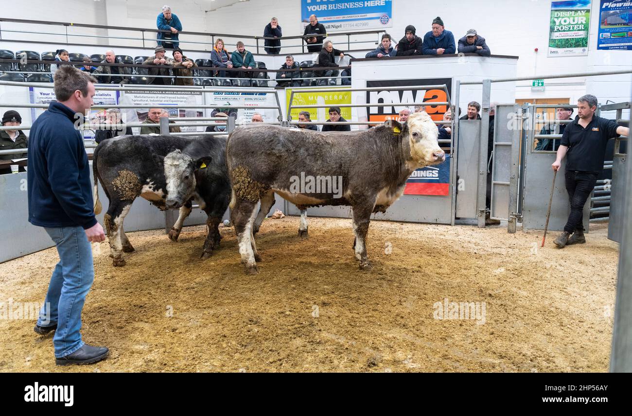 Beef cattle being sold in a livestock auction mart in Cumbria, UK Stock ...
