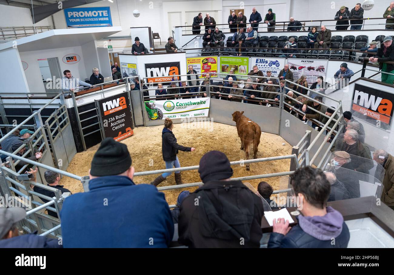 Beef cattle being sold in a livestock auction mart in Cumbria, UK Stock ...