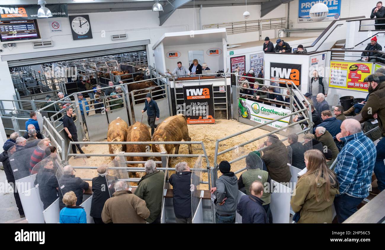 Beef cattle being sold in a livestock auction mart in Cumbria, UK Stock ...