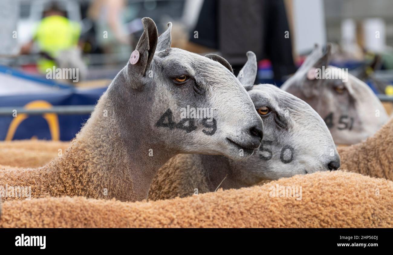 Farmers at the Kelso Ram sales looking at Blue Faced Leicester rams at ...