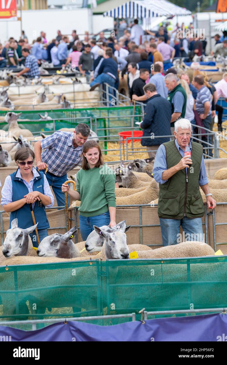 Farmers at the Kelso Ram sales looking at Blue Faced Leicester rams at ...