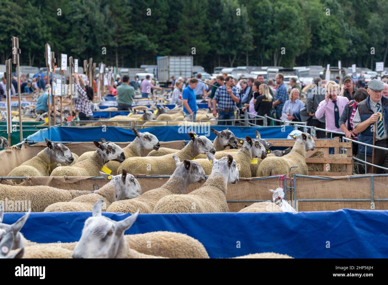 Farmers at the Kelso Ram sales looking at Blue Faced Leicester rams at ...