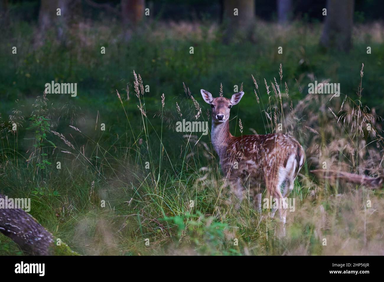 1 young fallow deer fawn (Dama dama, Damwild) standing among tall ...