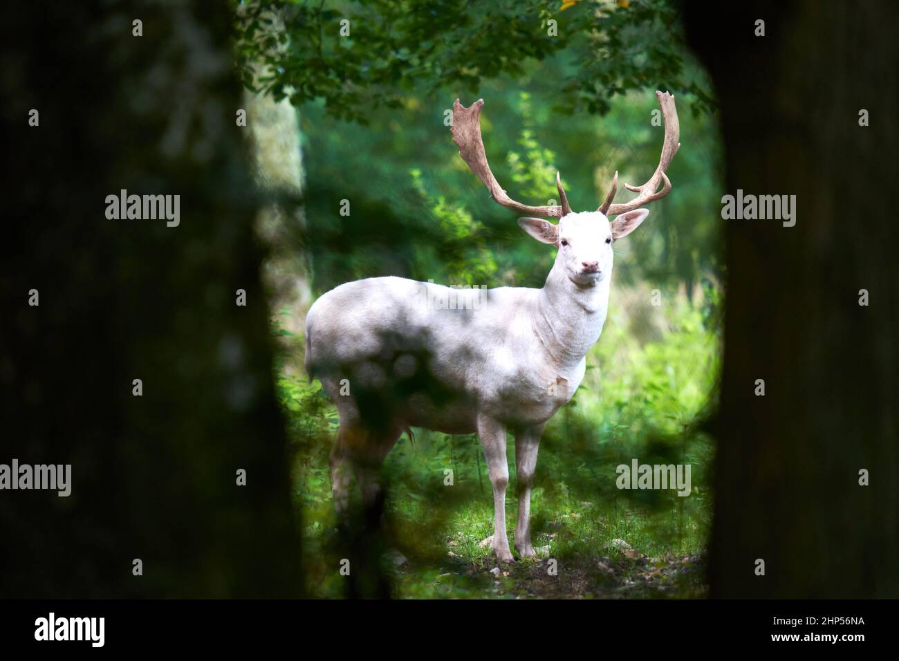 1 White albino fallow deer (dama dama, damwild) between 2 dark trees in ...