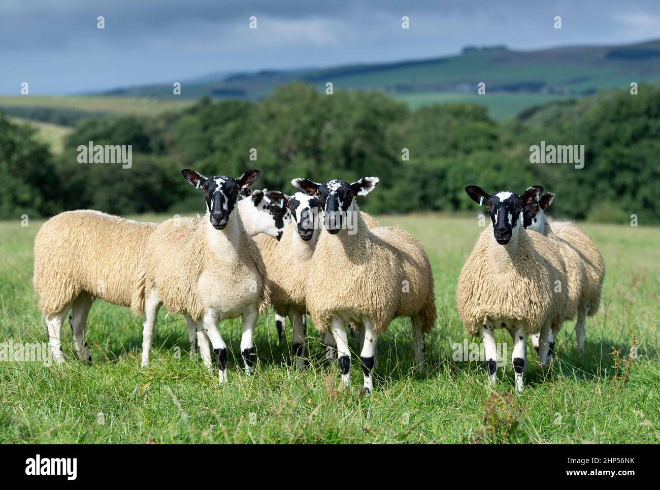 Scotch mule sheep hi-res stock photography and images - Alamy