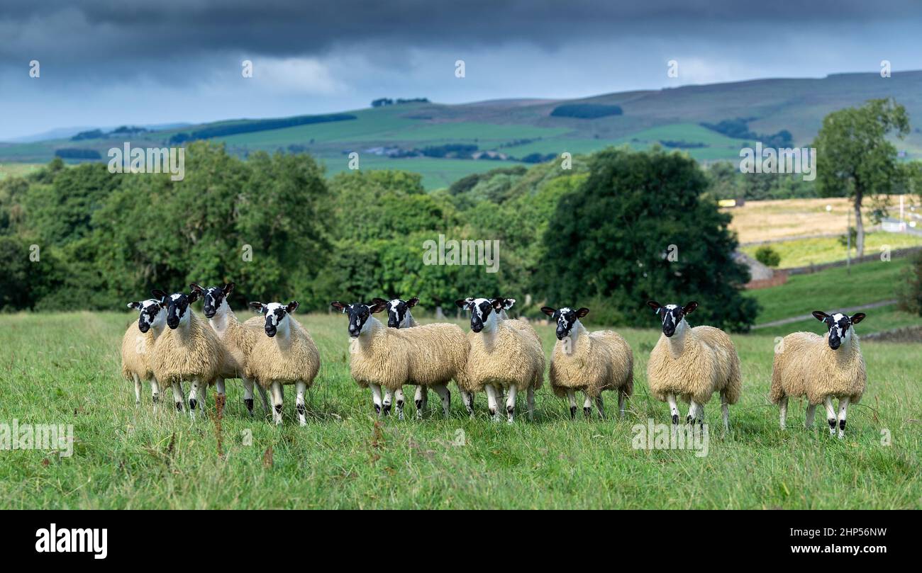 Scotch mule sheep hi-res stock photography and images - Alamy