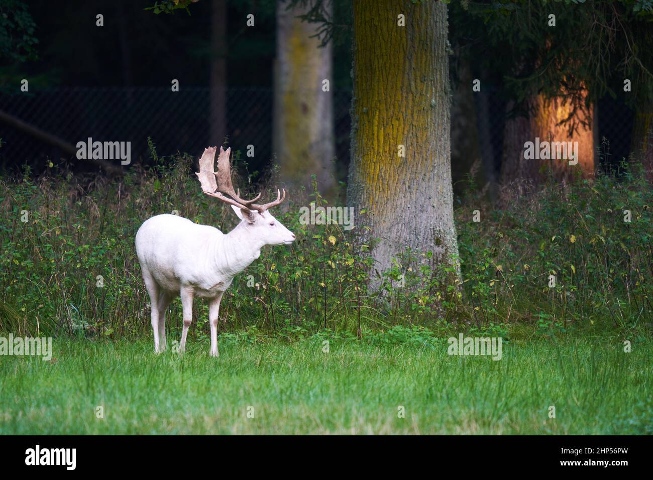 A white albino fallow deer (Dama dama, damwild) on the green meadow in ...