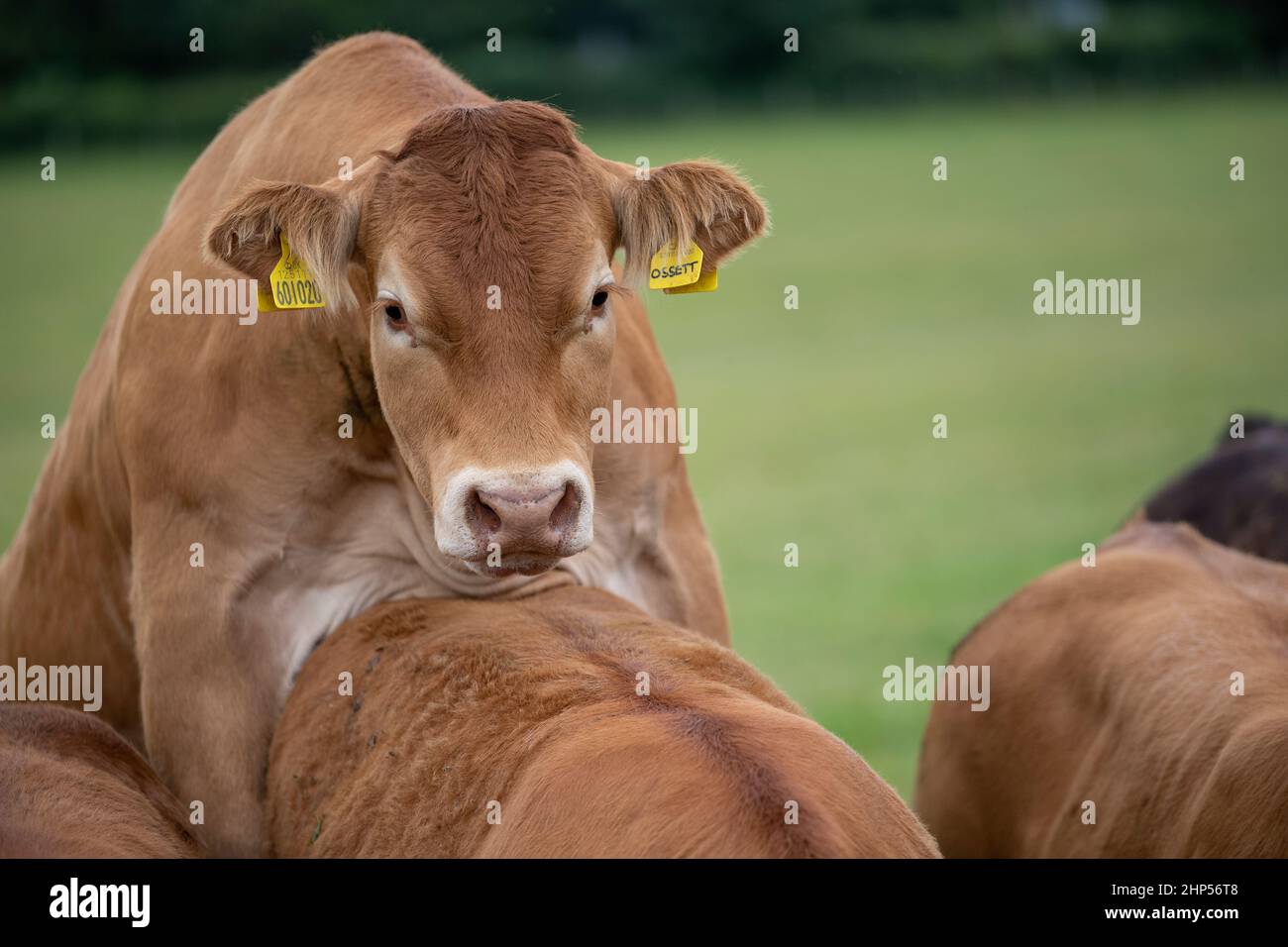 Bulling the cow hi-res stock photography and images - Alamy