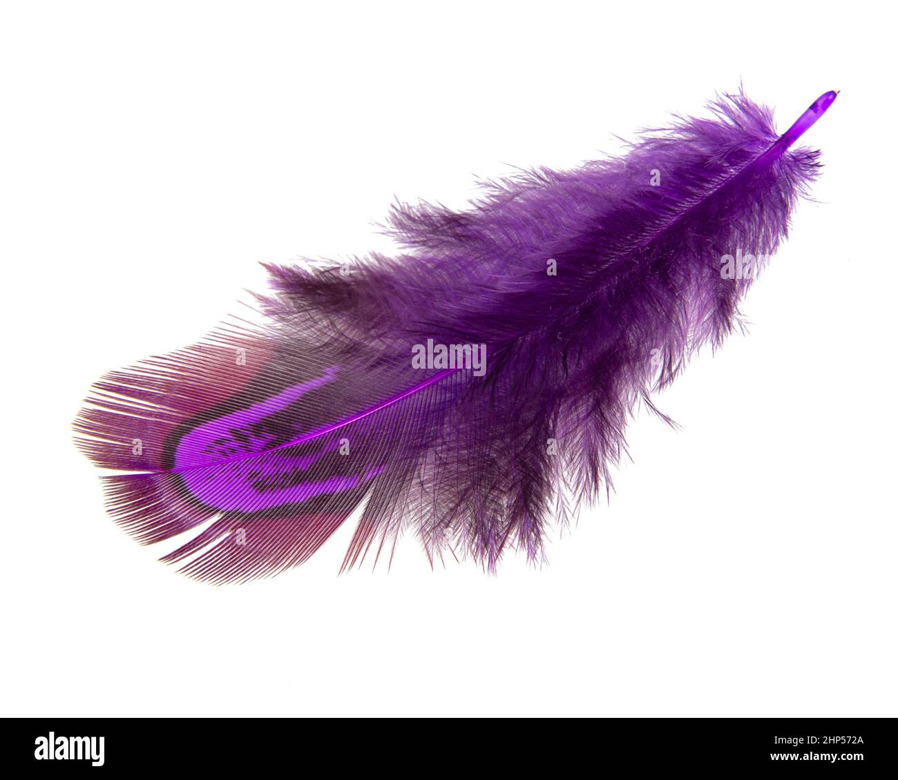 Pheasant feather hi-res stock photography and images - Alamy