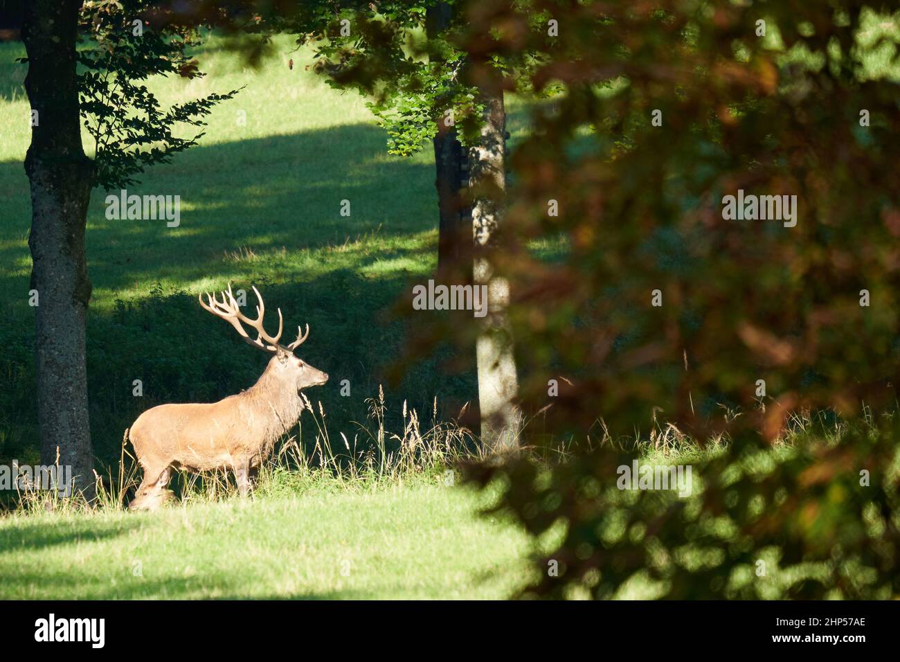 1 red deer (Cervus elaphus, Rothirsch) with a magnificent antler ...