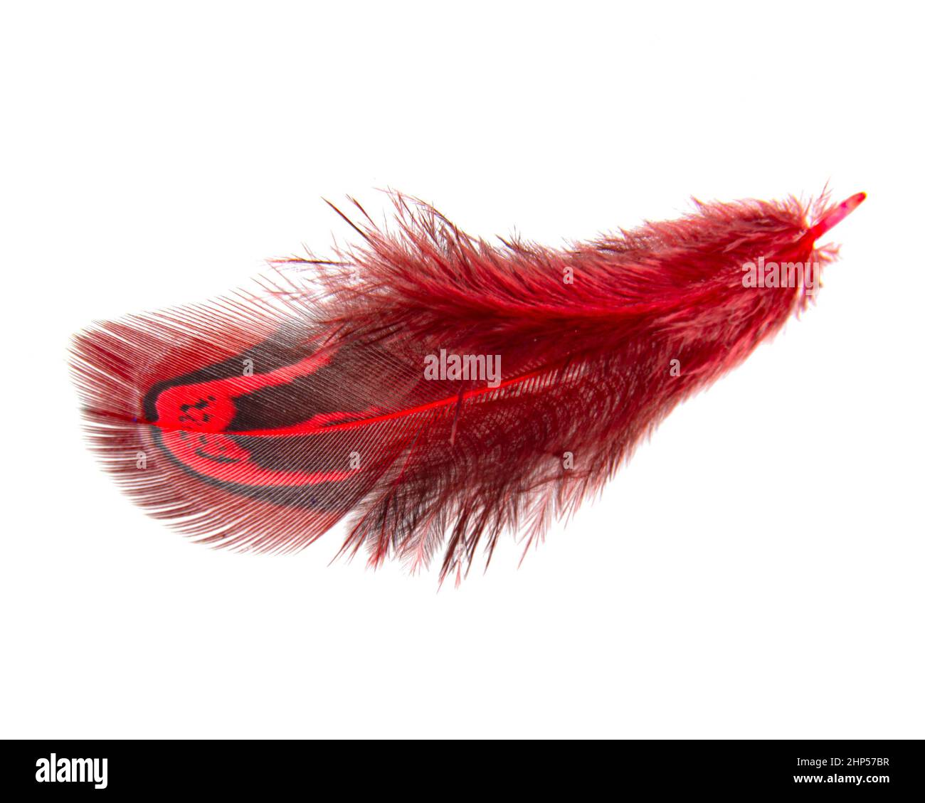 Bright red feather elegant isolated on the white background Stock Photo ...