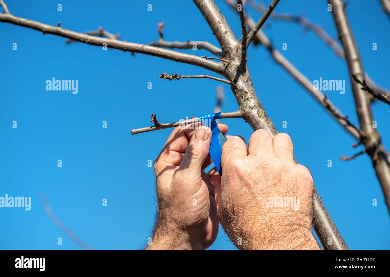 Hand grafted hi-res stock photography and images - Alamy