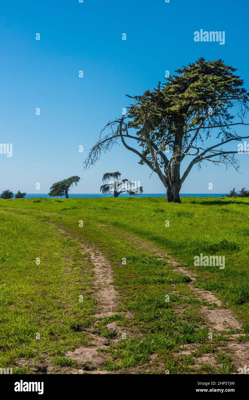 Several Coastal California trees on undeveloped property with the ...