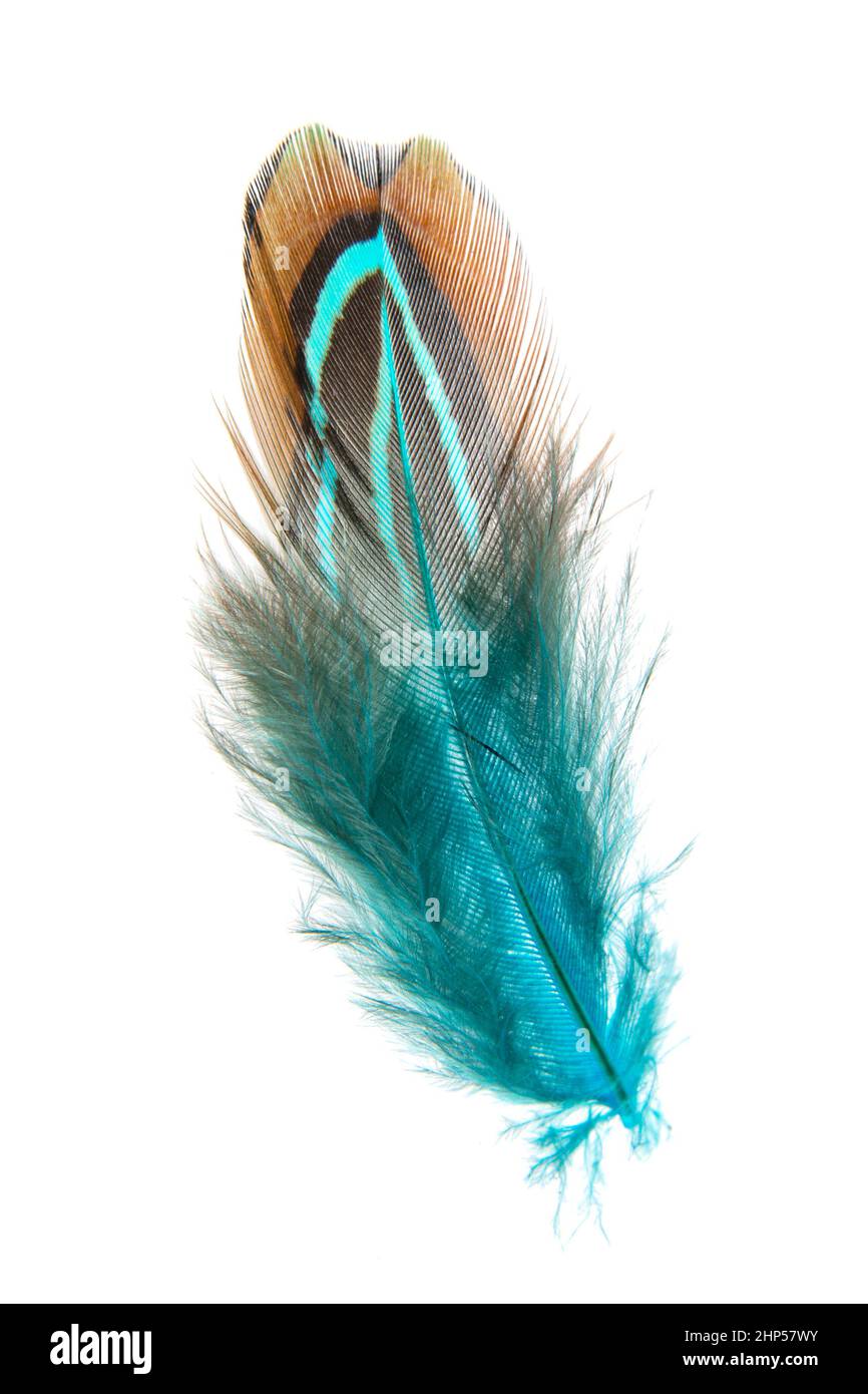 Pheasant feather hi-res stock photography and images - Alamy