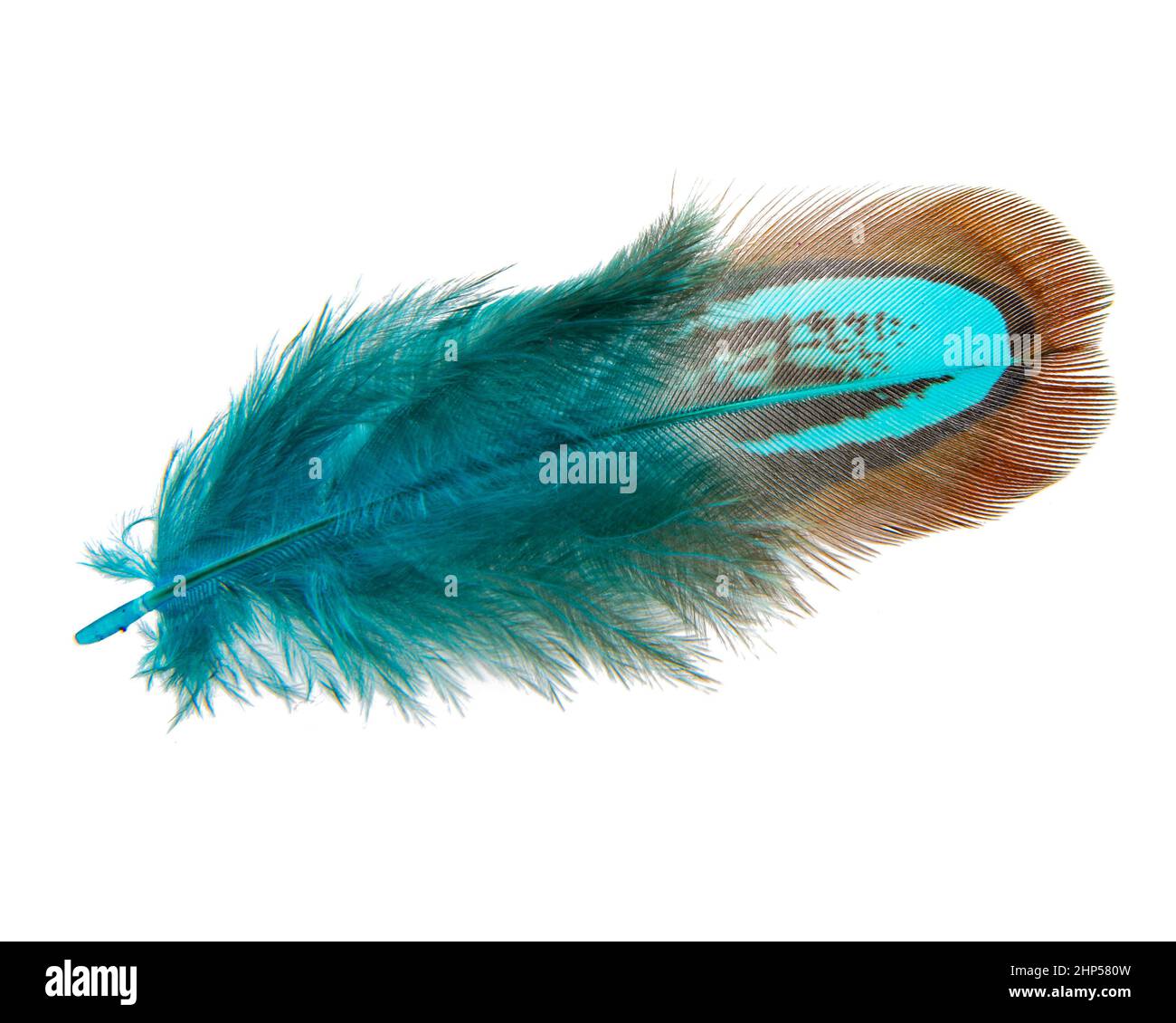 Pheasant feather hi-res stock photography and images - Alamy