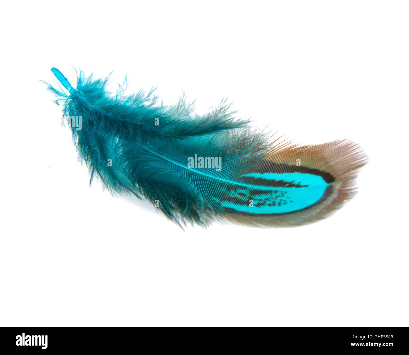 Bright pheasant feather elegant isolated on the white background Stock ...