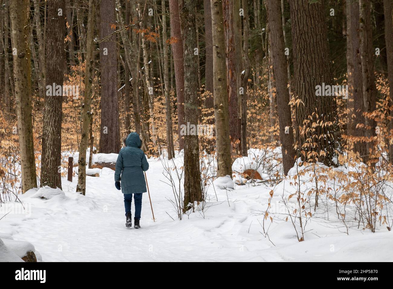 Grayling, Michigan - A hiker on the Old Growth Forest Trail in Hartwick ...