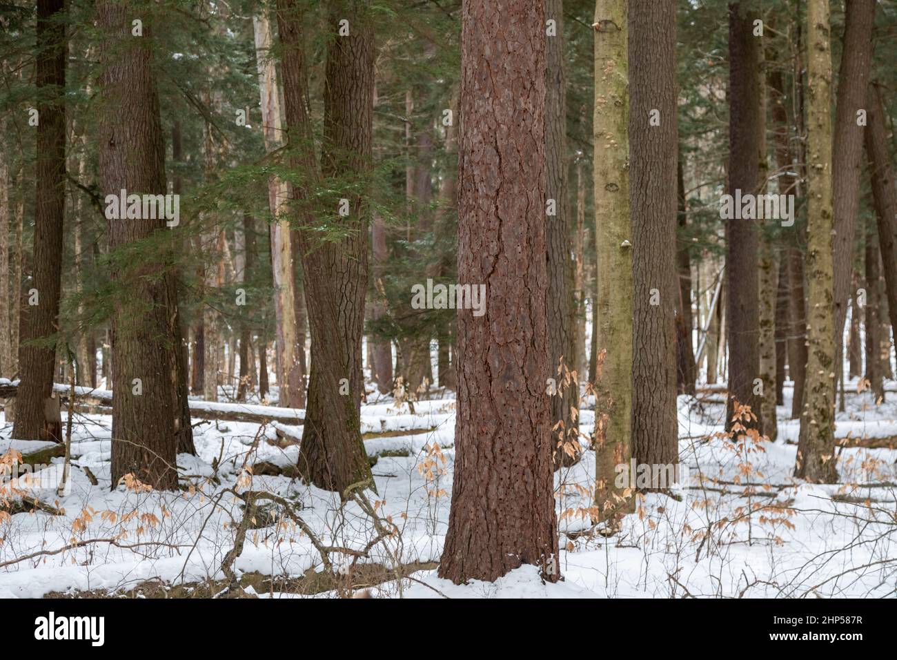Grayling, Michigan - Hartwick Pines State Park preserves a 49-acre ...