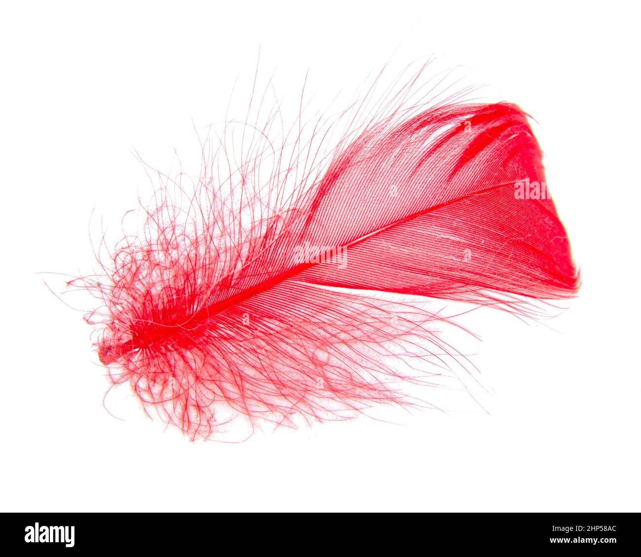 Bright red feather elegant isolated on the white background Stock Photo ...