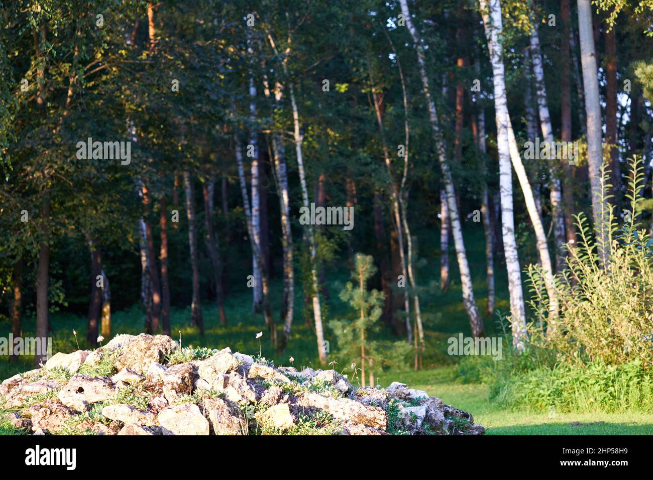 Stone heap with various small plants is illuminated by the sun. Birch ...