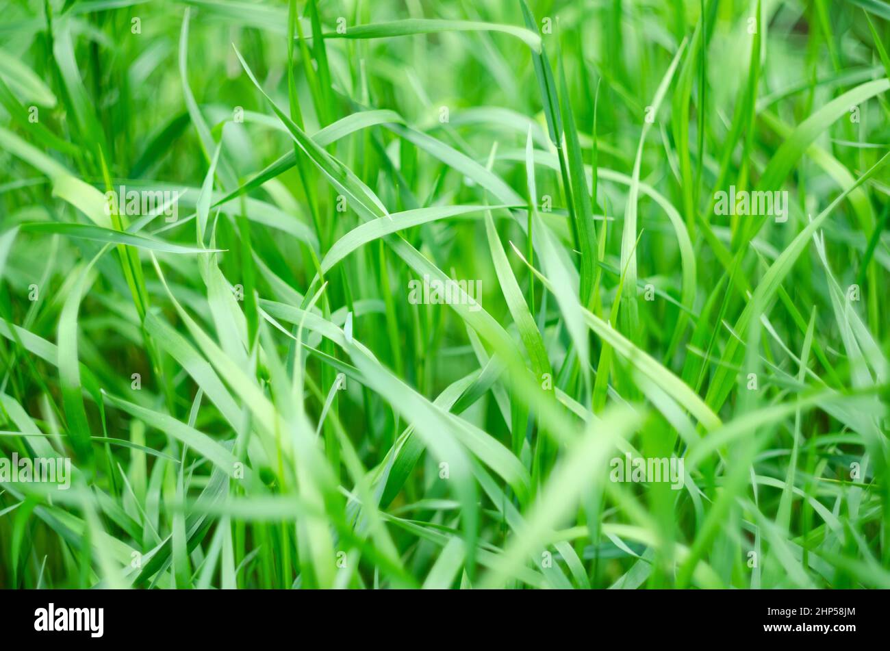 Unfocused background hi-res stock photography and images - Alamy