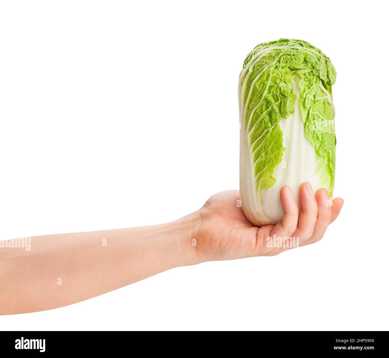 chinese cabbage in hand path isolated on white Stock Photo - Alamy