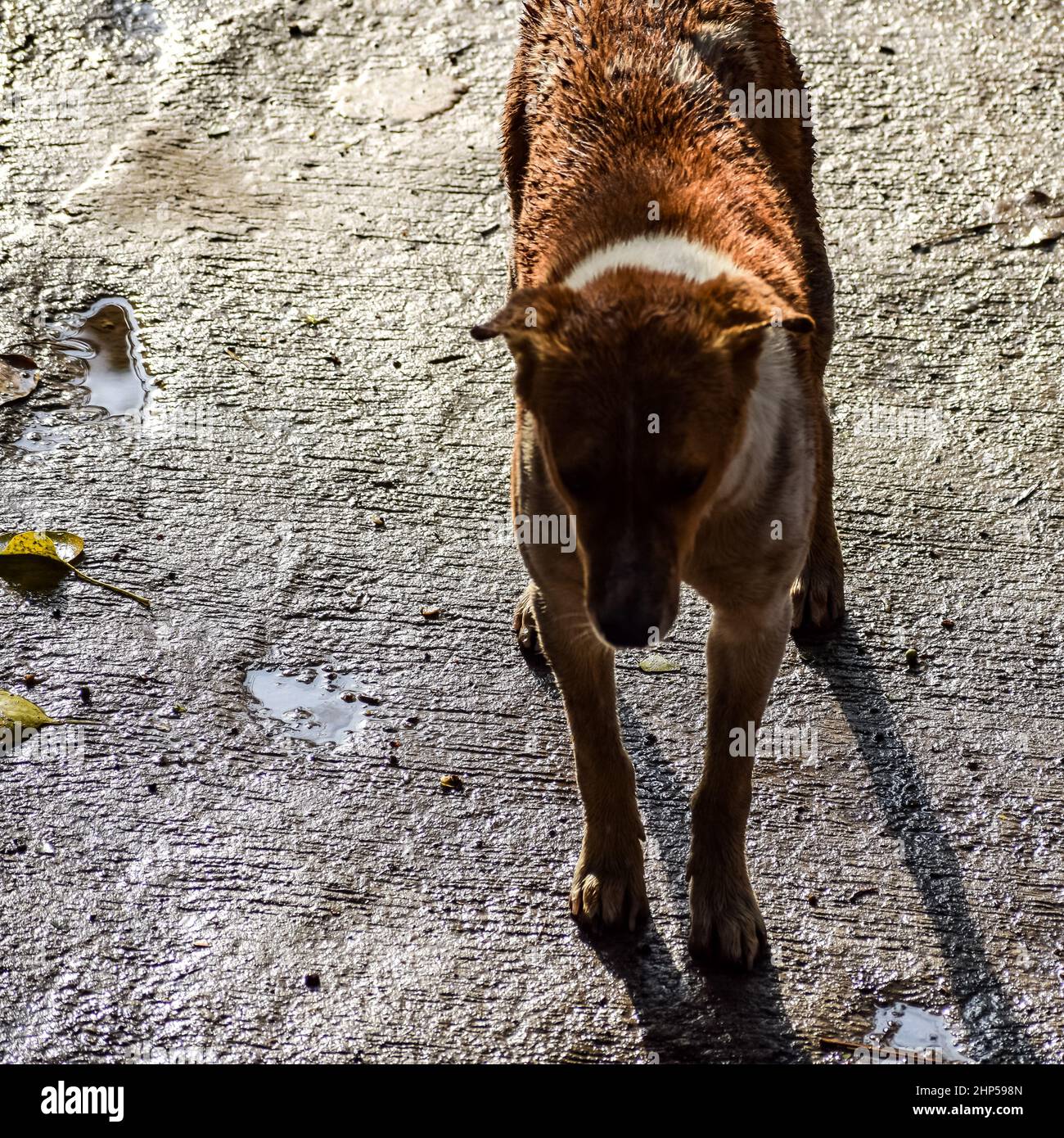 Street dog searching for some amazing food, Dog in old delhi area ...