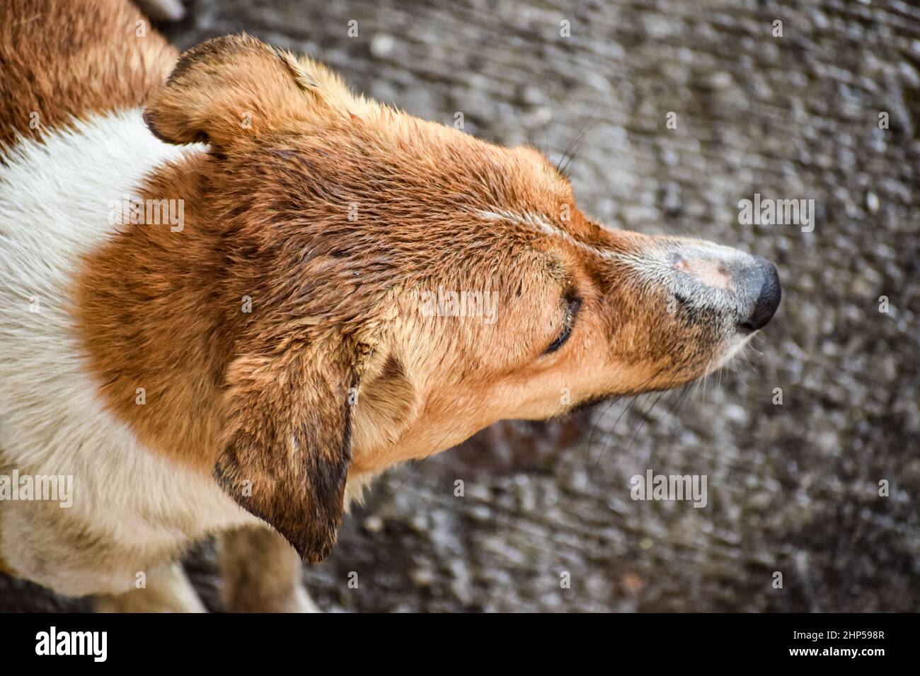 Street dog searching for some amazing food, Dog in old delhi area ...