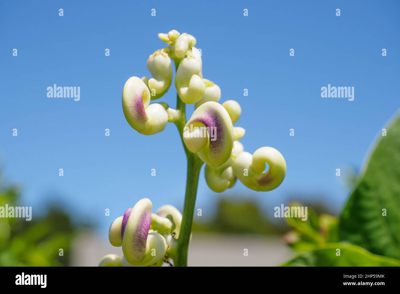 Corkscrew Snail Vine Vigna Caracalla plant Stock Photo - Alamy
