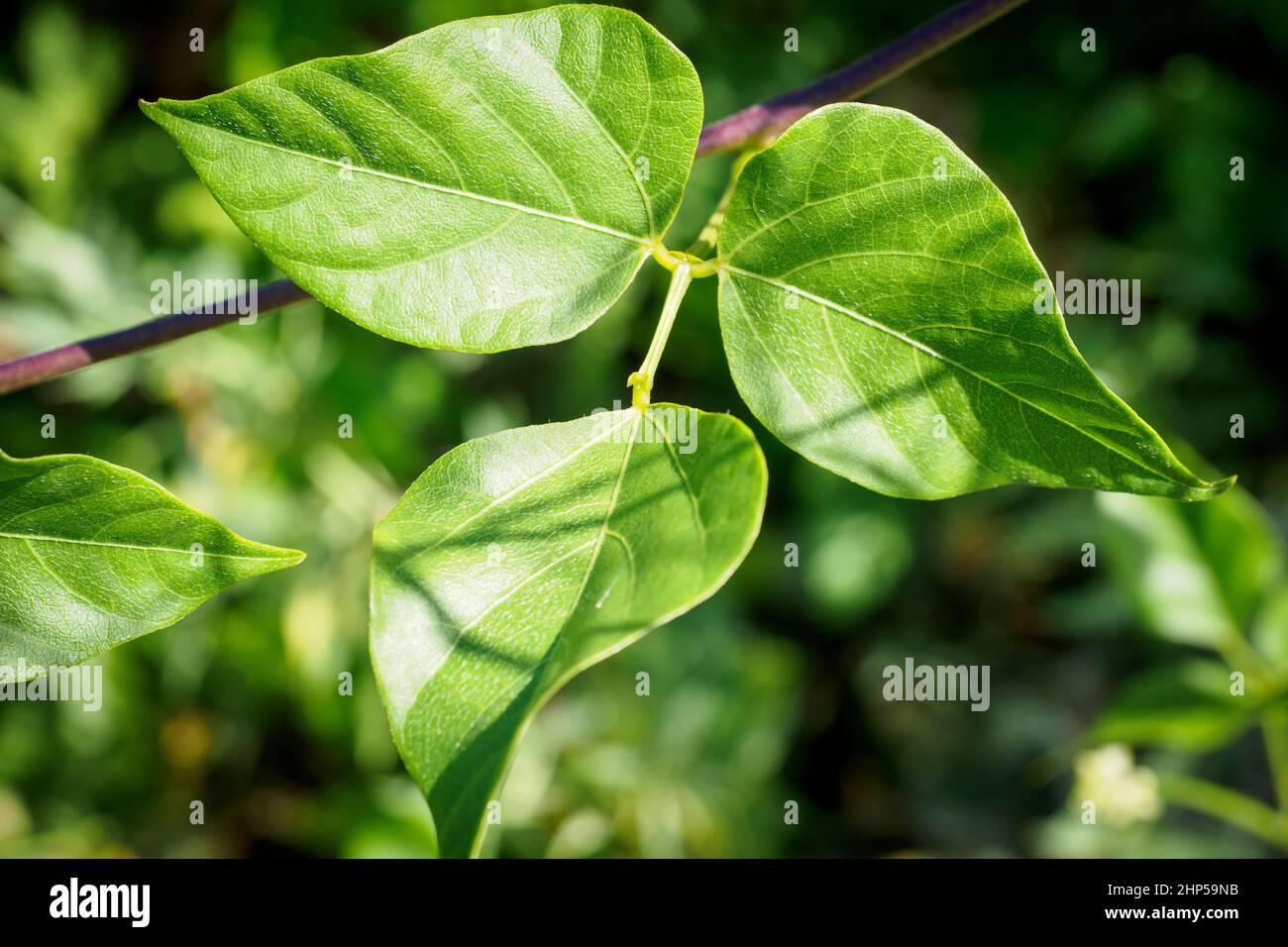 Corkscrew Snail Vine Vigna Caracalla plant Stock Photo - Alamy