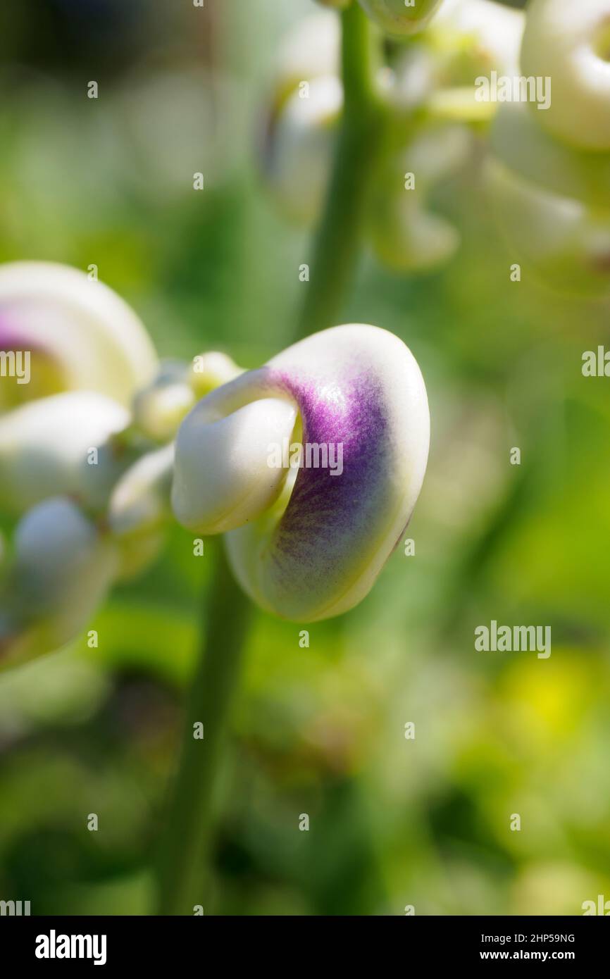 Corkscrew Snail Vine Vigna Caracalla plant Stock Photo - Alamy