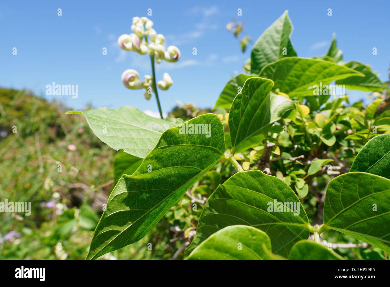 Vigna caracalla hi-res stock photography and images - Alamy