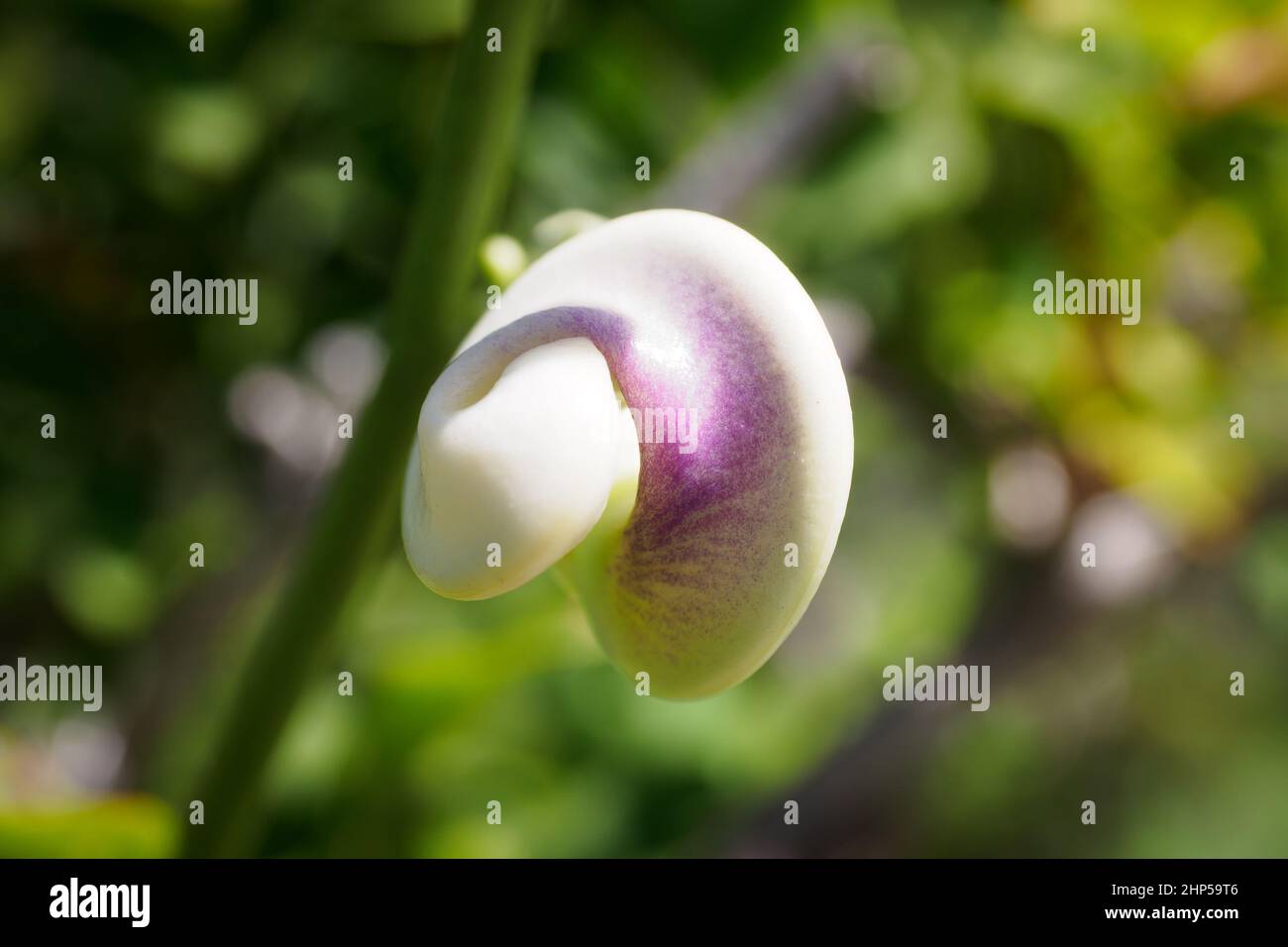 Corkscrew Snail Vine Vigna Caracalla plant Stock Photo - Alamy