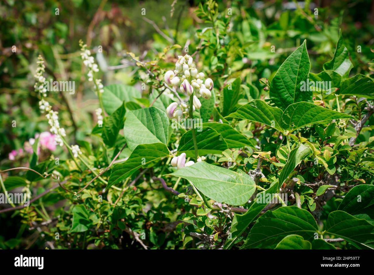 Corkscrew Snail Vine Vigna Caracalla plant Stock Photo - Alamy
