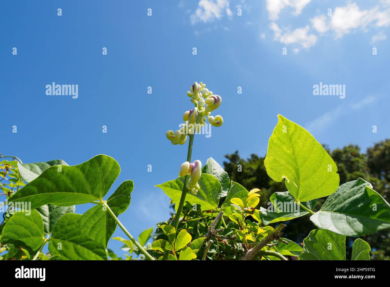 Corkscrew Snail Vine Vigna Caracalla plant Stock Photo - Alamy
