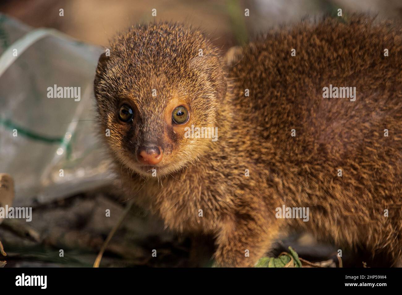 Mongoose eyes hi-res stock photography and images - Alamy