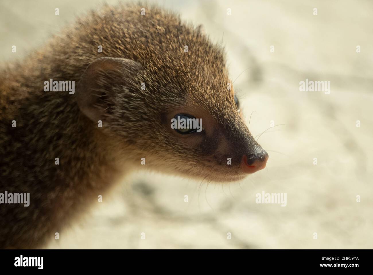 Face close up of a gray mongoose Stock Photo - Alamy