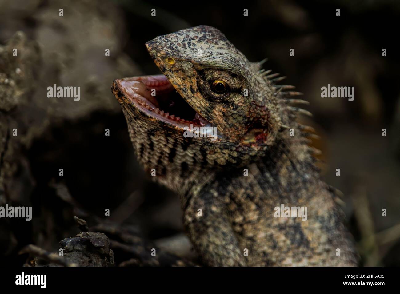Indian lizard hi-res stock photography and images - Alamy