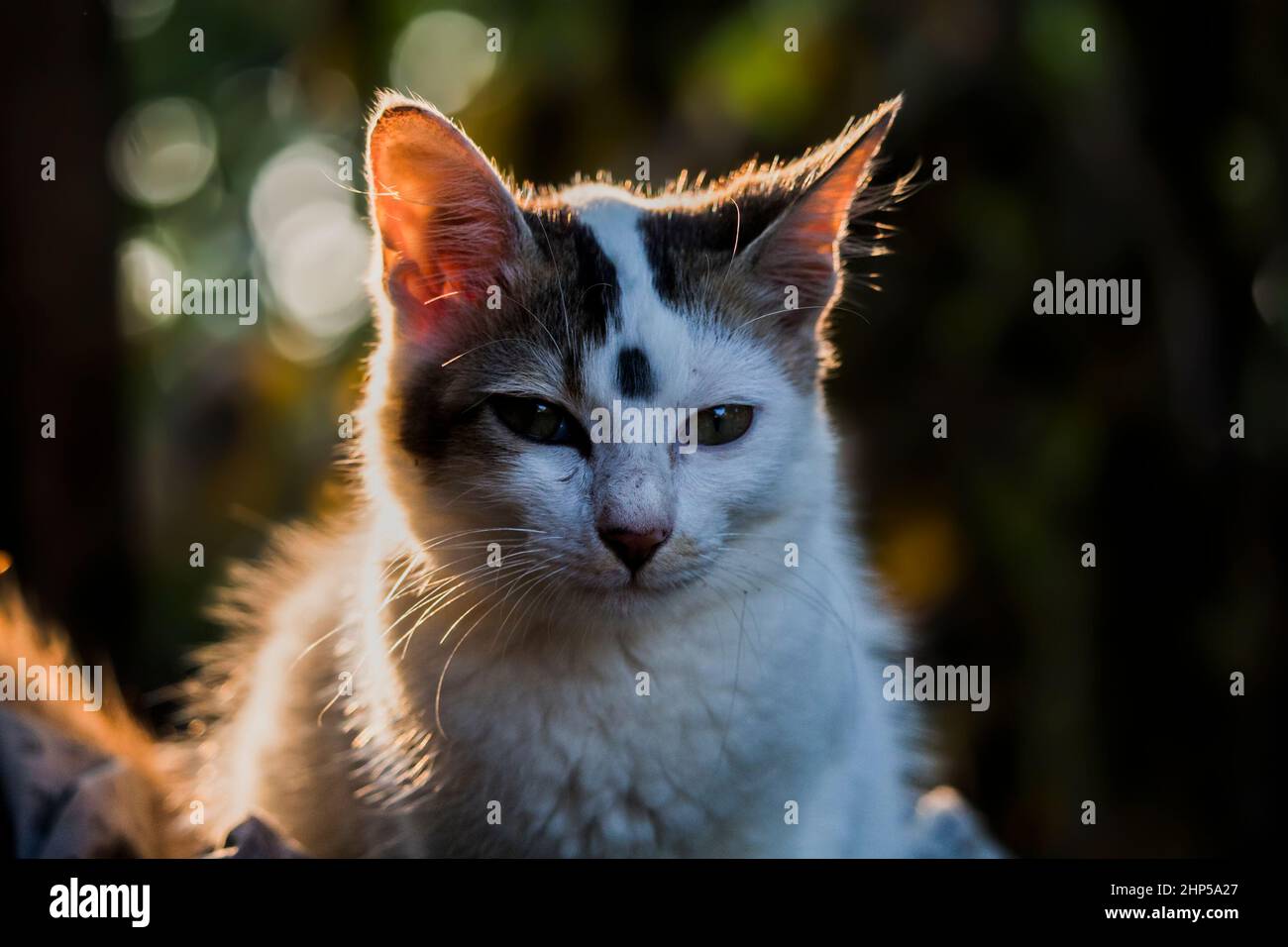 Cute cat face hi-res stock photography and images - Alamy