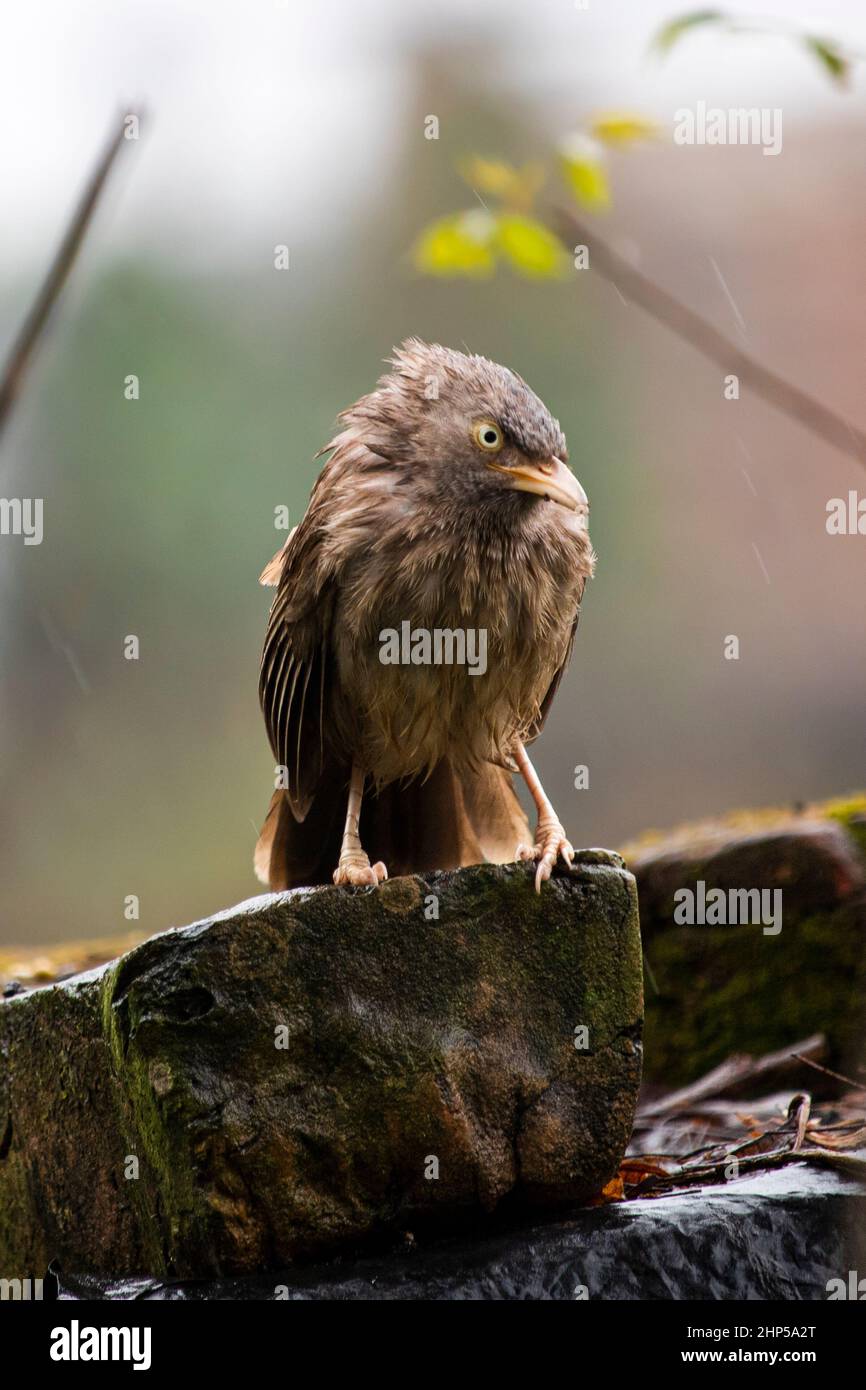 Jangle bird hi-res stock photography and images - Alamy