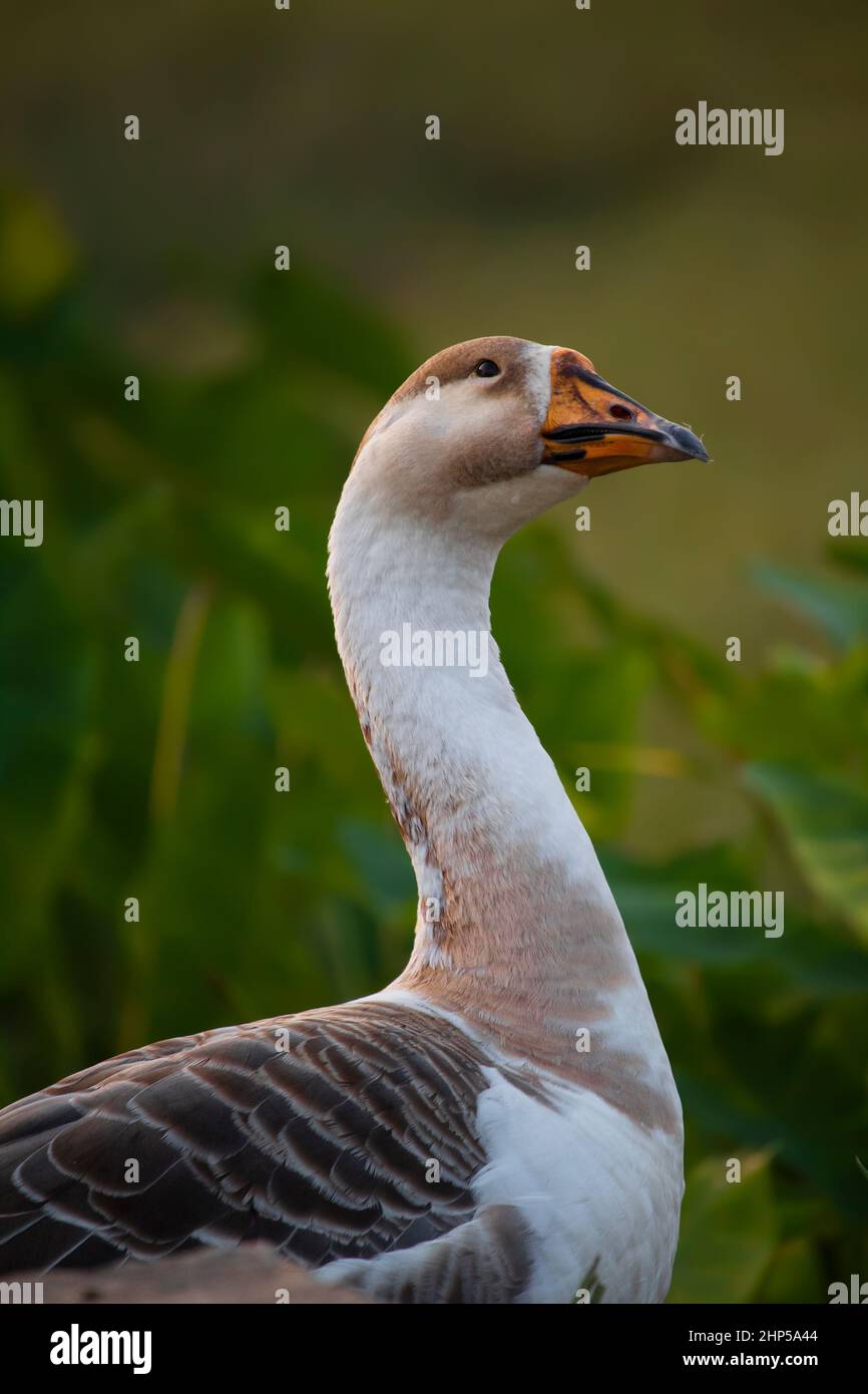 A mute swan duck bird looking for his partner in a tropical field Stock ...