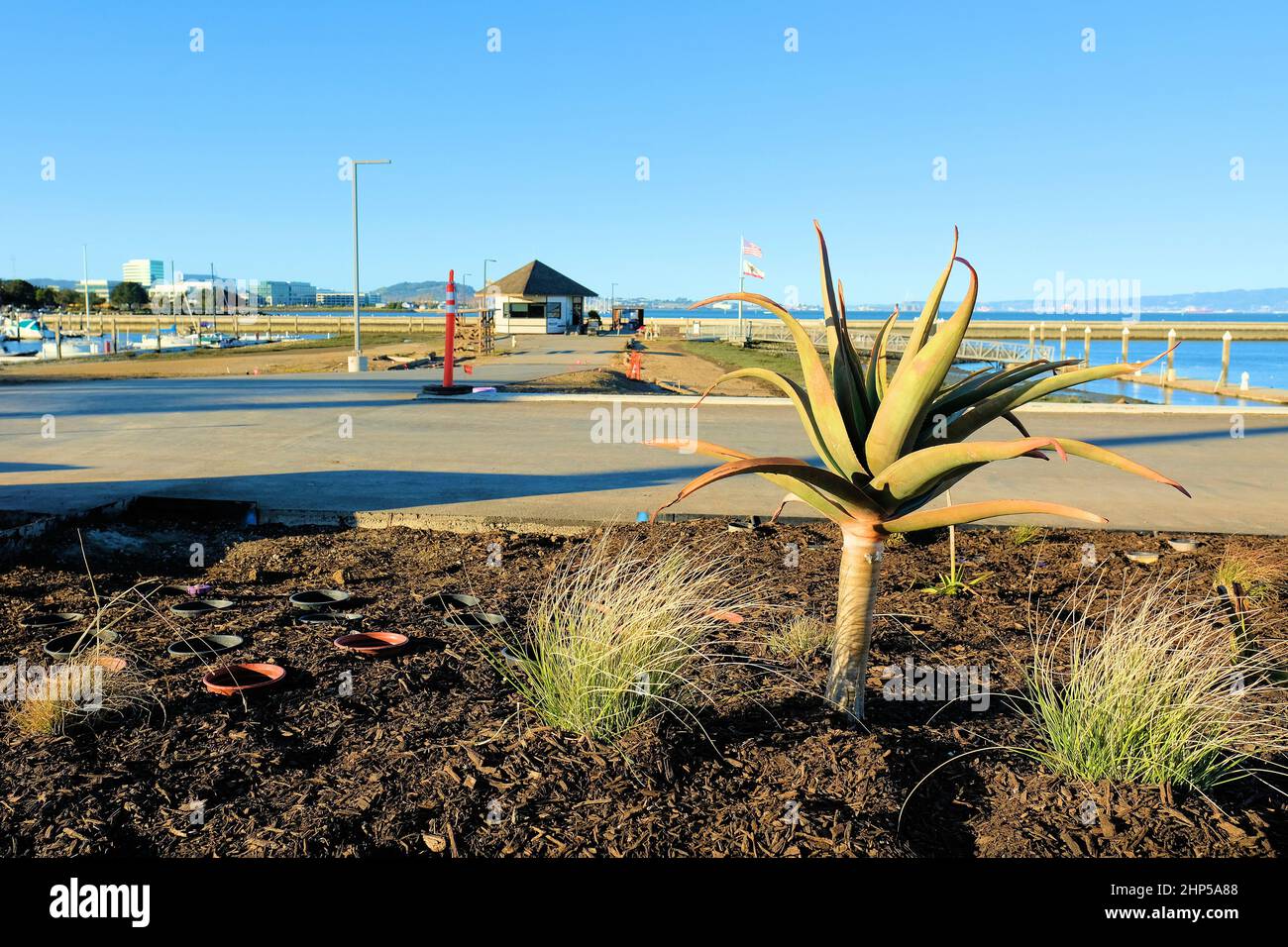 Agave attenuata base hi-res stock photography and images - Alamy