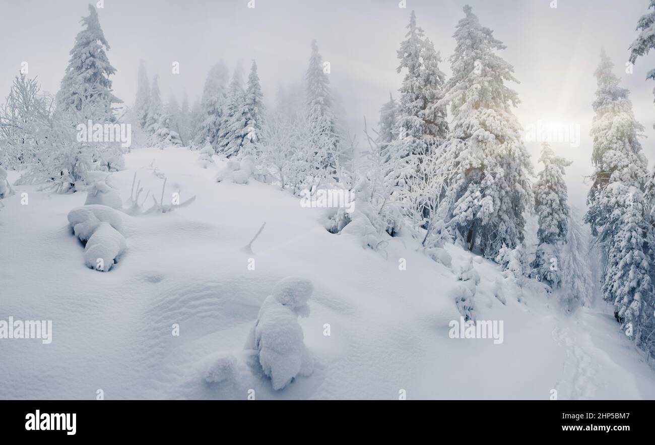 Beautiful christmas trees in snow hi-res stock photography and images ...
