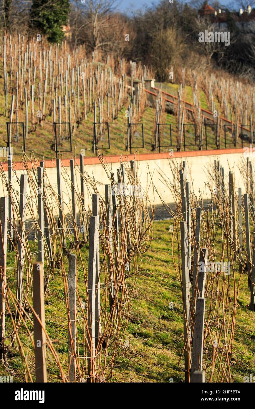 St Wenceslas Vineyard ( the divine vineyard) at Prague Castle showing ...