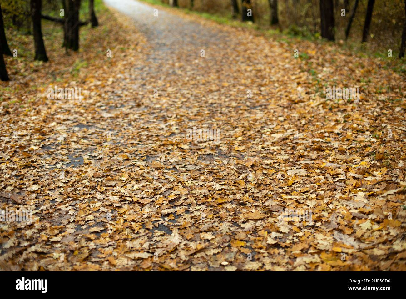 Yellow leaves on road. Park in autumn. Beauty of autumn landscape ...